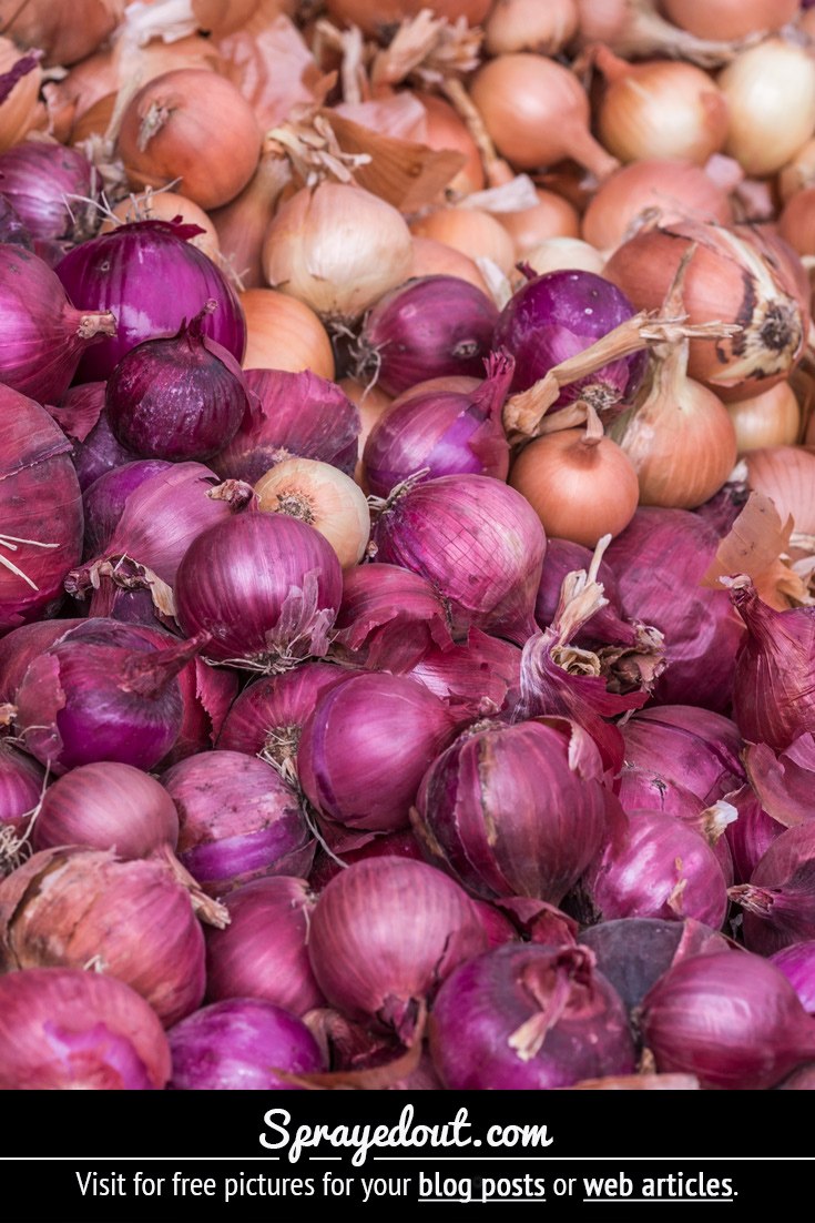 Large Yellow & Red Onions : Free Picture for Your Blog or Web Article